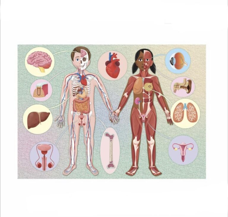 Le coffret du méga atlas du corps humain avec puzzle de 500 pièces ...